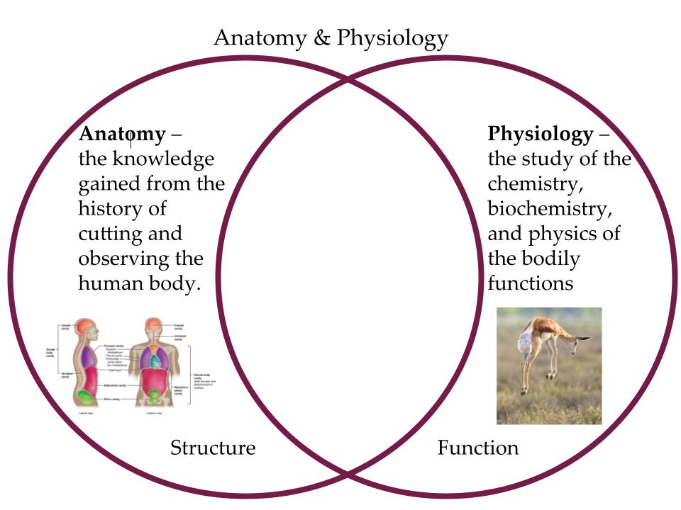 Introduction – Anatomy and Physiology